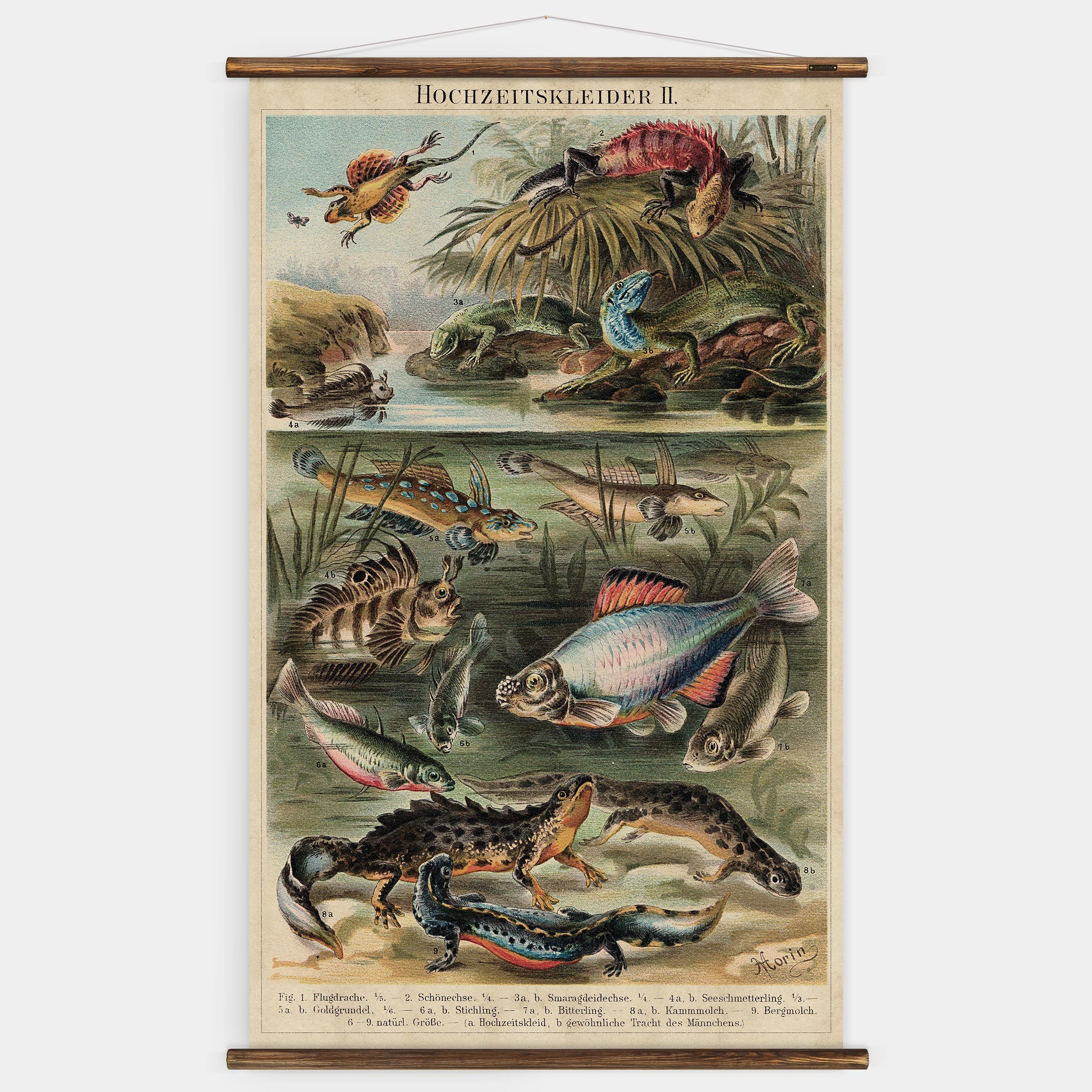 Fish Wall Chart – Erstwhile