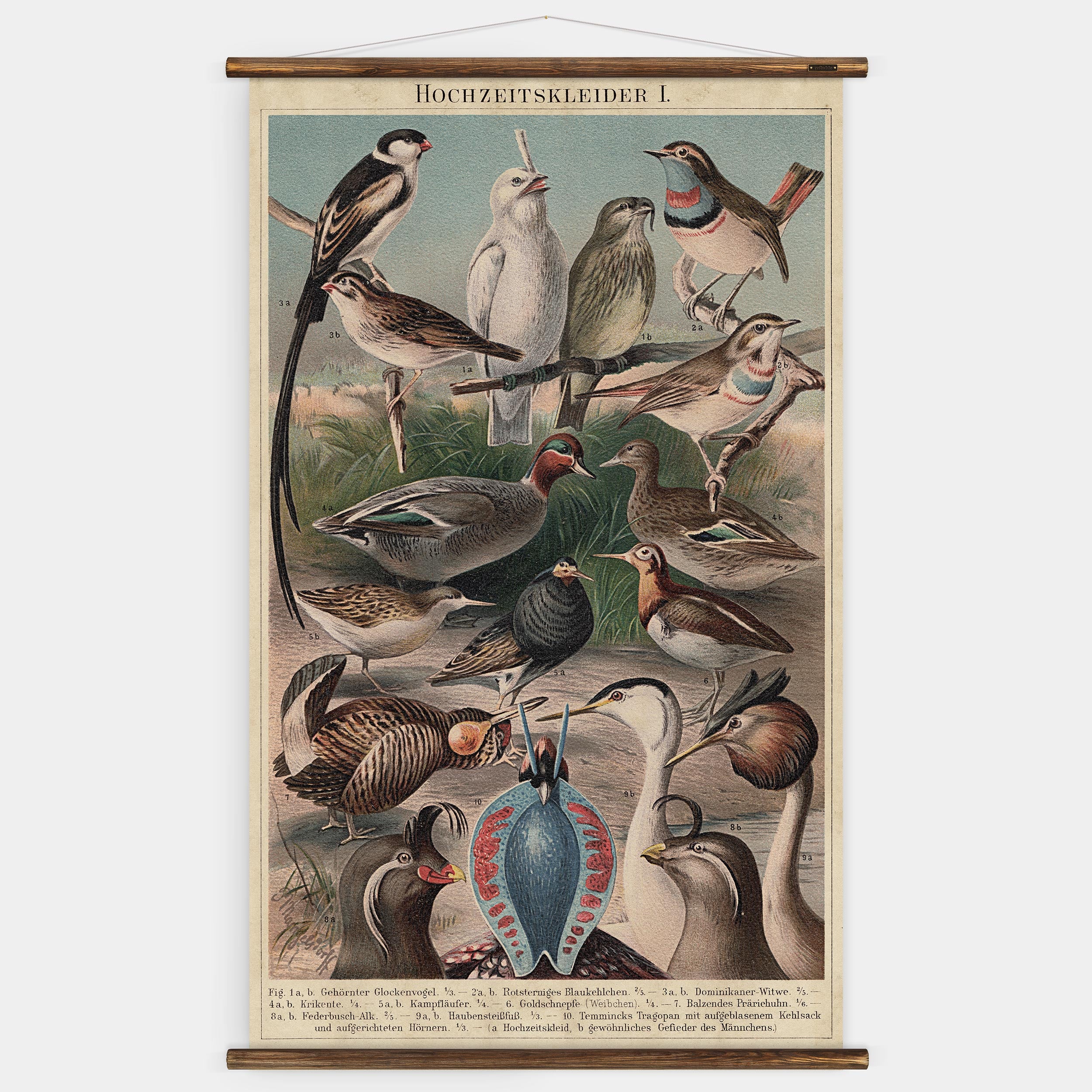 Birds Wall Chart – Erstwhile