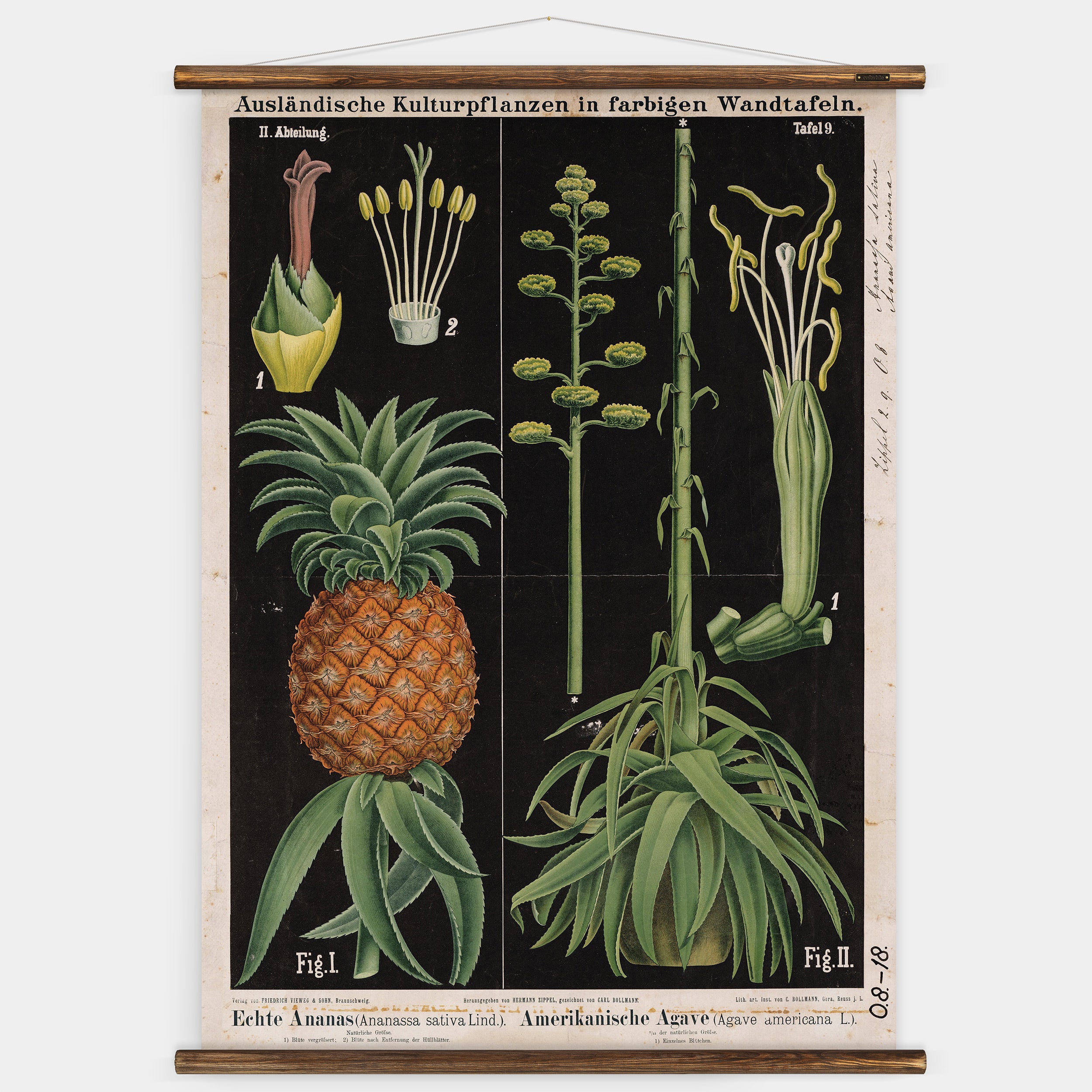 Pineapple & Agave Wall Chart – Erstwhile