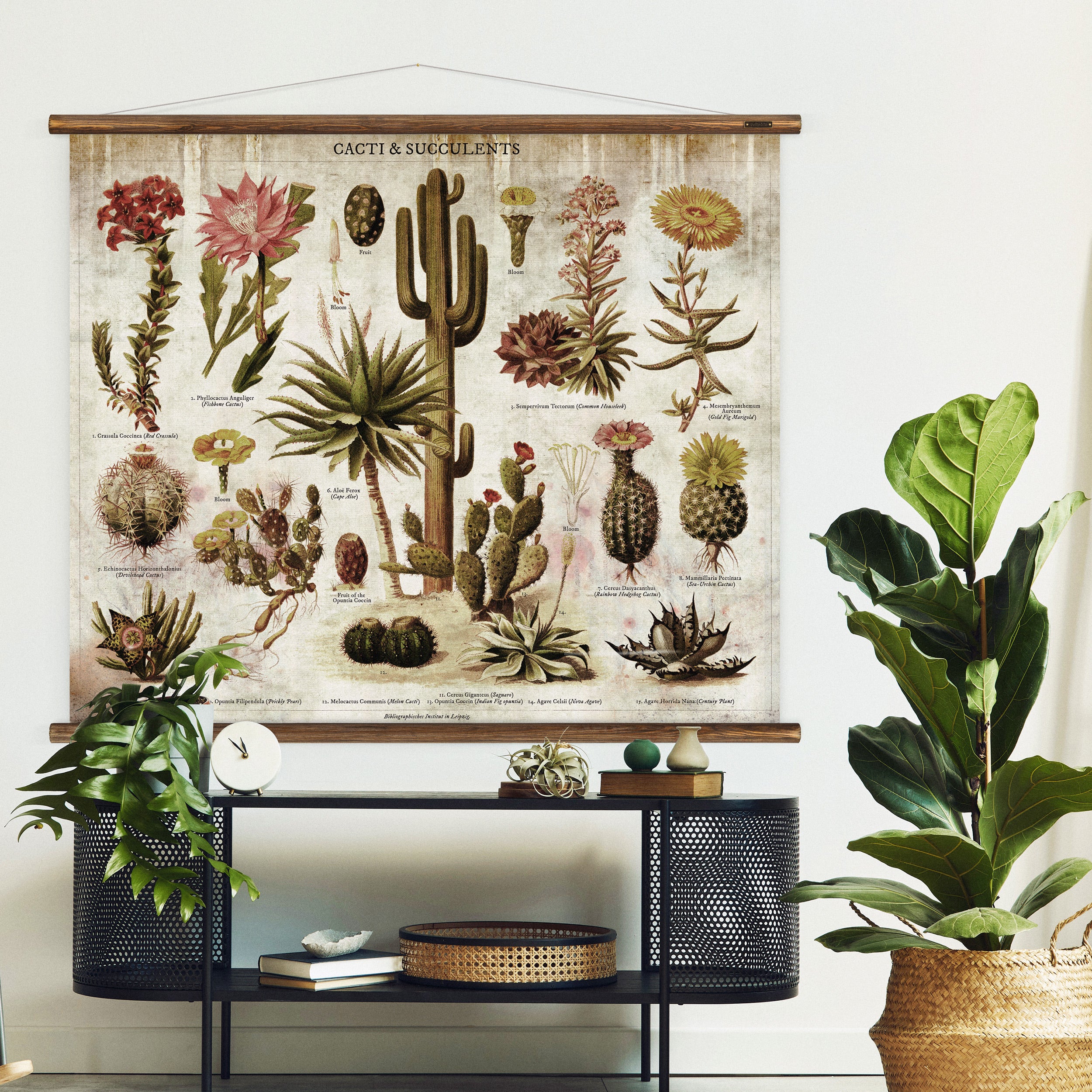 Cacti & Succulents Wall Chart – Erstwhile